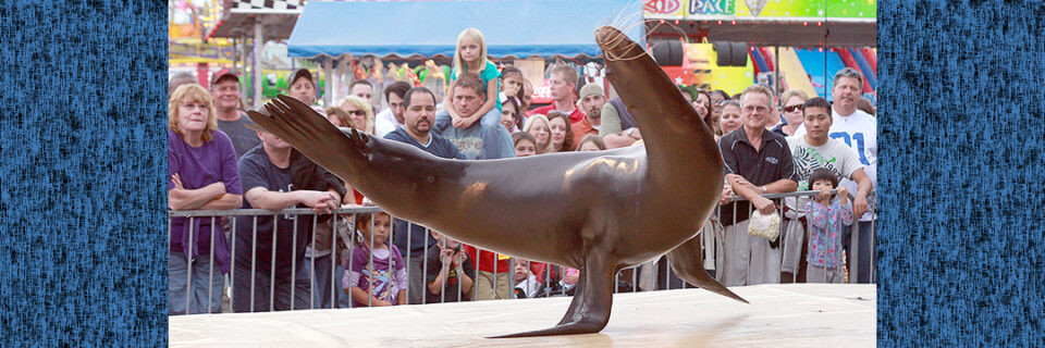 New York State Fair Concert Lineup 2024: Unforgettable Performances Await!